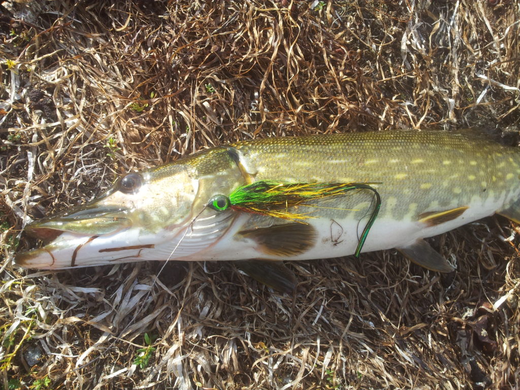 Gedder i Blekinge midt i sommervarmen - Via Fishing